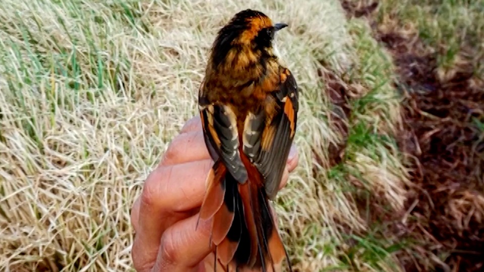 Scientists Discover New Bird Species in Chile | WeatherBug
