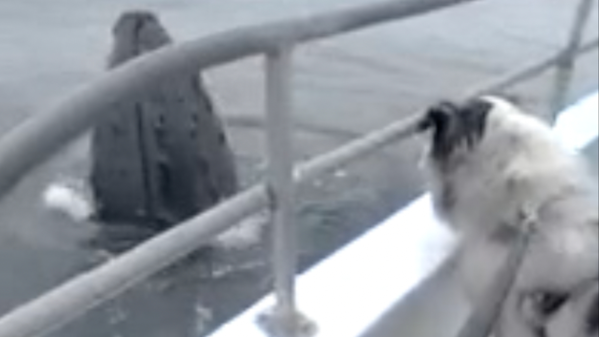 Dog Meets Friendly Humpback Whales | WeatherBug