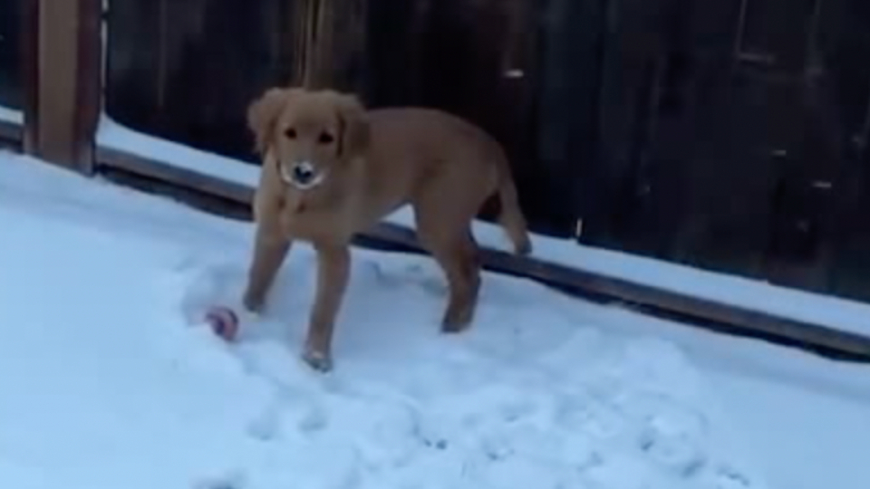 Puppy Overjoyed by Her First-Ever Snow | WeatherBug