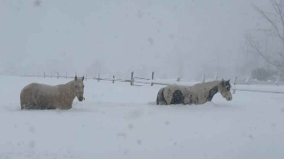 Horses Trudge Through Deep Snow | WeatherBug