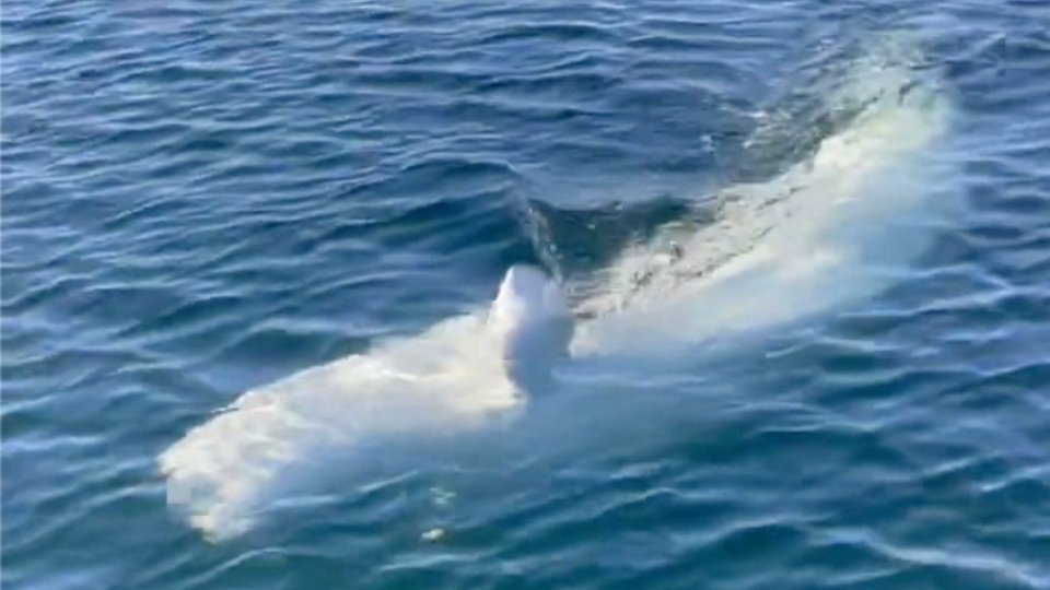Famous Beluga Whale Greets Volunteers | WeatherBug