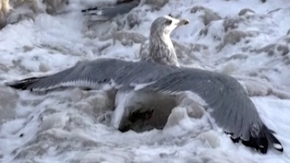Seagulls Stuck in Ice Rescued by Couple | WeatherBug