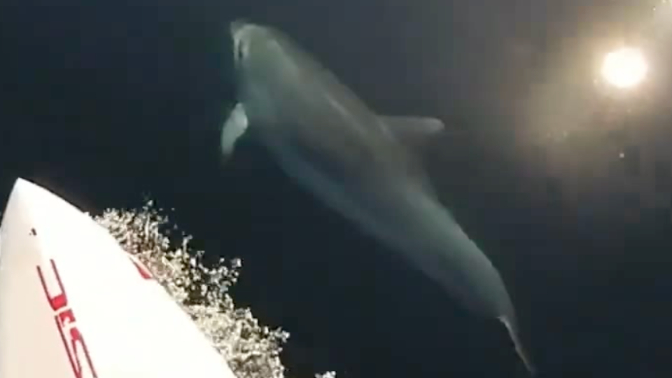 Pod of Dolphins Circle Paddleboarder | WeatherBug