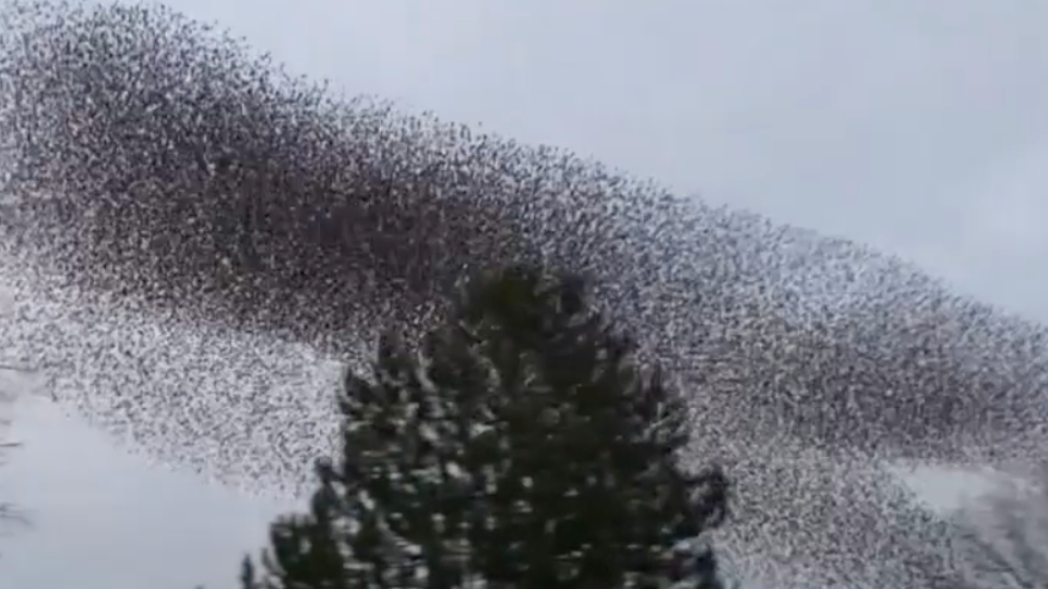 Crowd Watches Starling Murmuration | WeatherBug