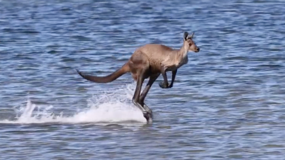 Kangaroo Hops Through Water in Australia | WeatherBug