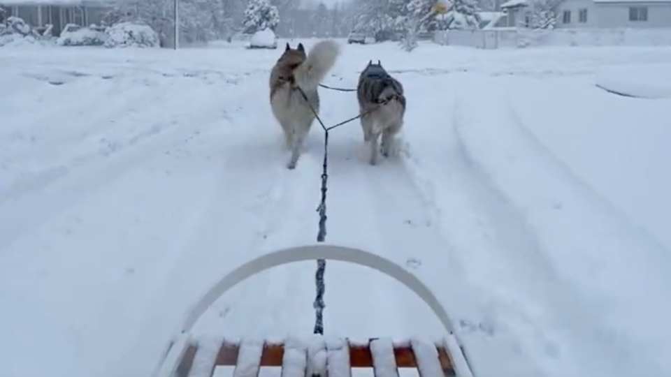 Dogs Pull Sled Down Salt Lake City Road | WeatherBug
