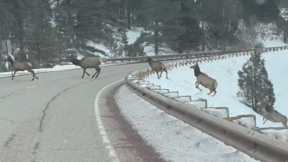 Elk Stumble as Herd Crosses Highway | WeatherBug
