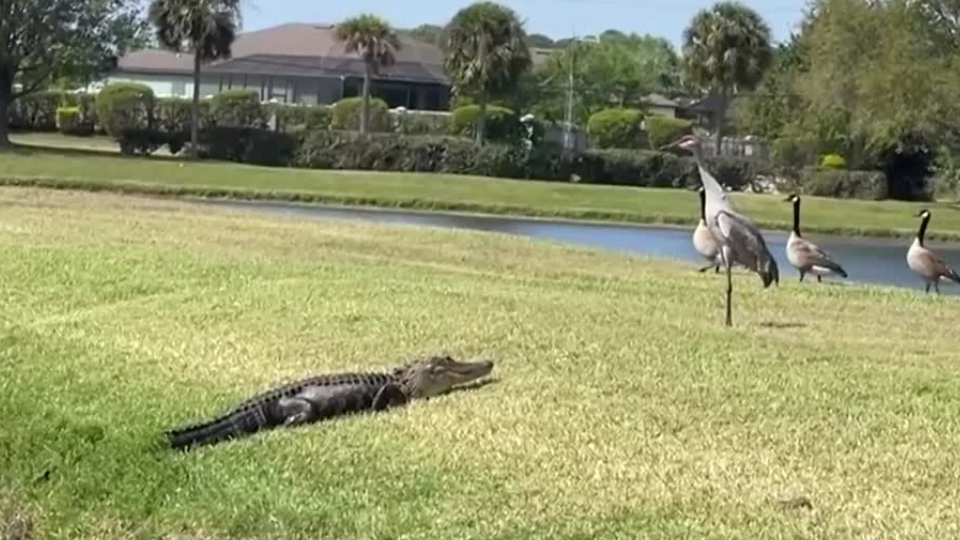 Crane Wins Staring Contest with Alligator | WeatherBug
