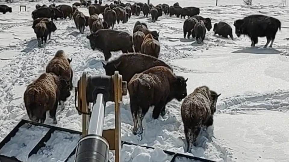 A Bunch Of Bison Block The Way | WeatherBug