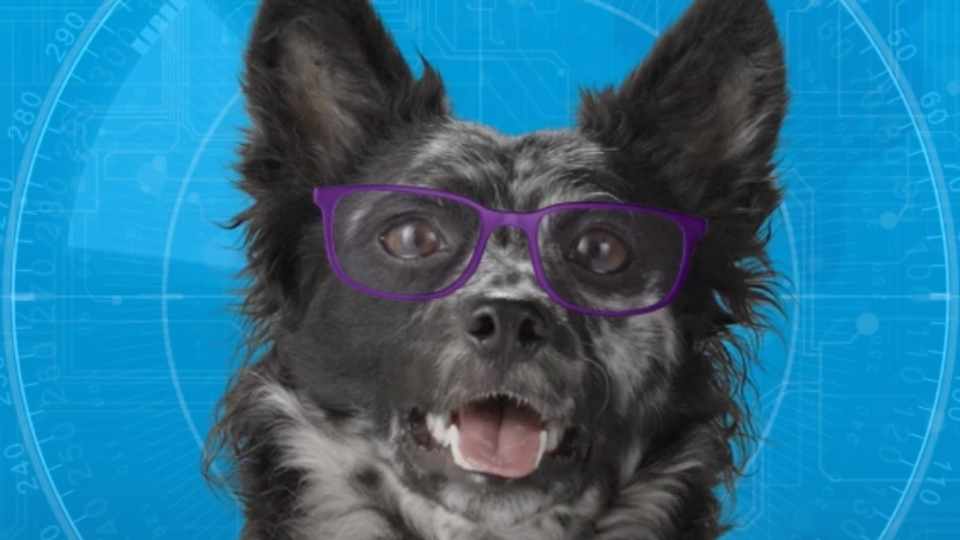 WeatherPug WBK9 Rainy and Cloudy Weather Forecast | WeatherBug