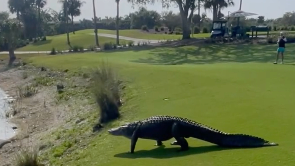 Large Alligator Takes Stroll On Golf Course | WeatherBug