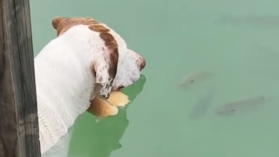 Amazing Catch and Release Stunt Goes Viral | WeatherBug