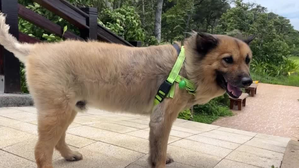 Dog Braves Winds as Typhoon Makes Landfall | WeatherBug