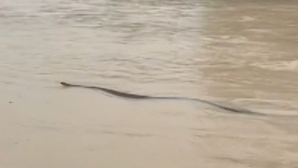 Huge Python Glides Across Flooded Road | WeatherBug