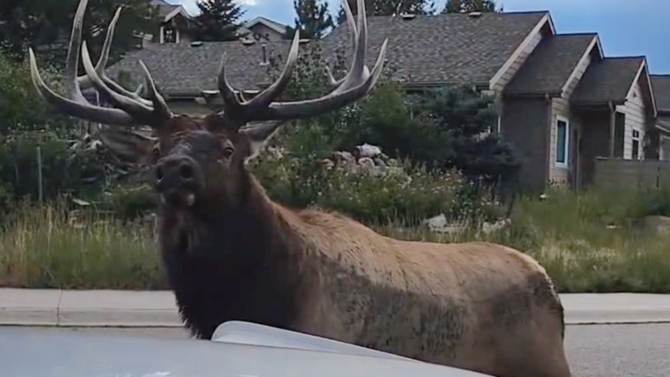 Elk Charges as Man Tries to Fix Truck | WeatherBug