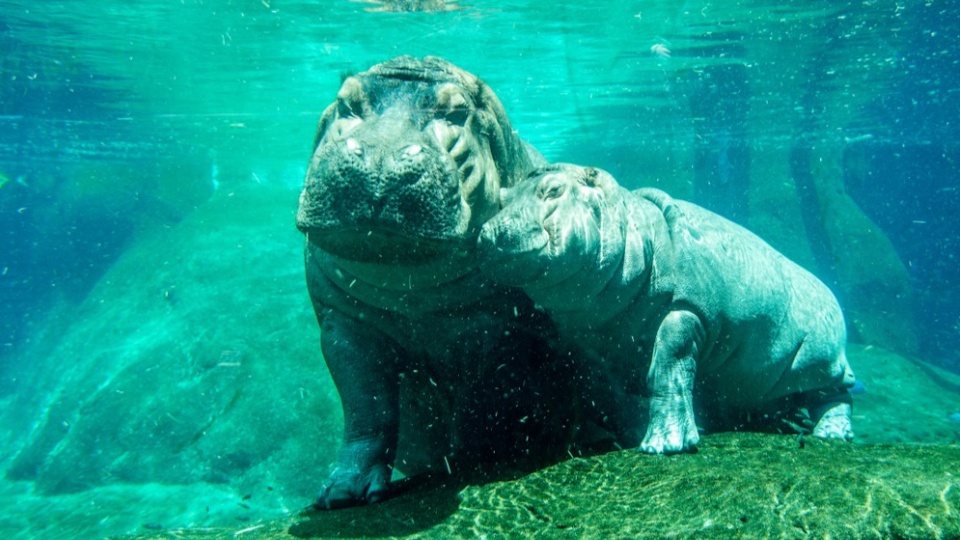 Playful Baby Hippo Frolics Around | WeatherBug
