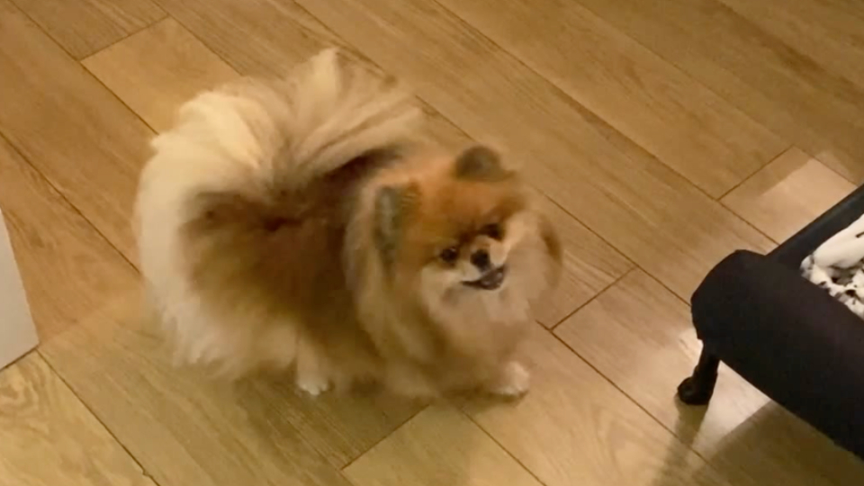 Pomeranian Becomes a Tornado of Fluff | WeatherBug