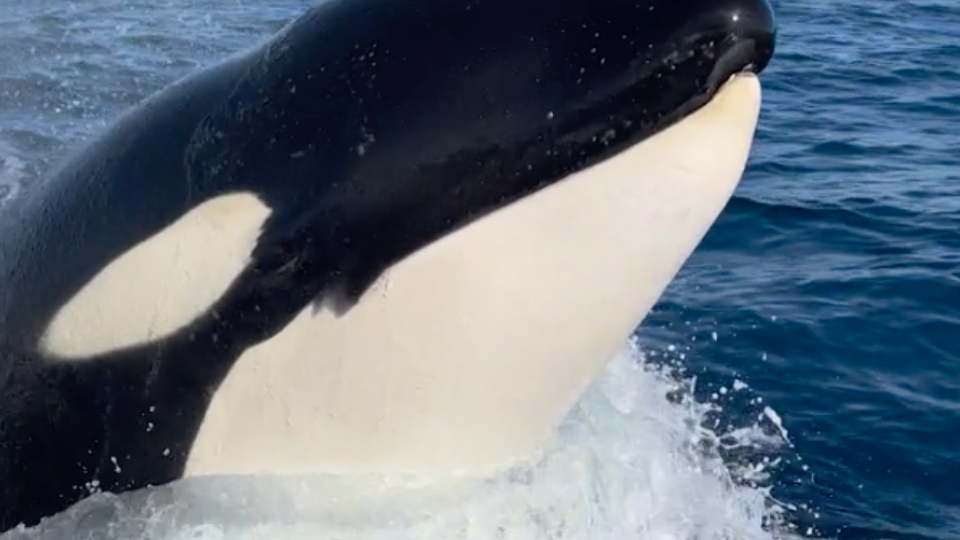 Orca Breaches Behind Boat | WeatherBug