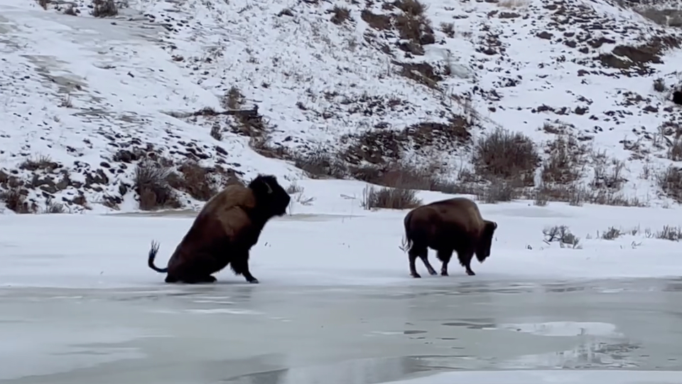 Bison Slips on Ice at Yellowstone National Park | WeatherBug