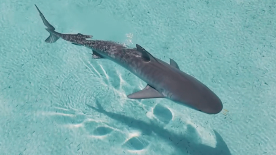 Tiger Shark in Crystal Clear Australian Waters | WeatherBug