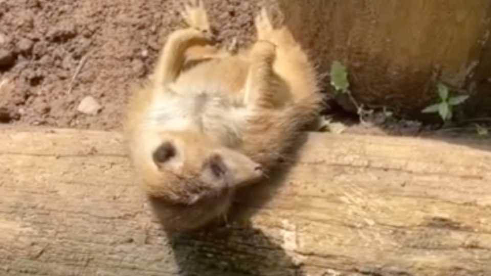 Meerkats Bask in Hot Sun At Nashville Zoo | WeatherBug