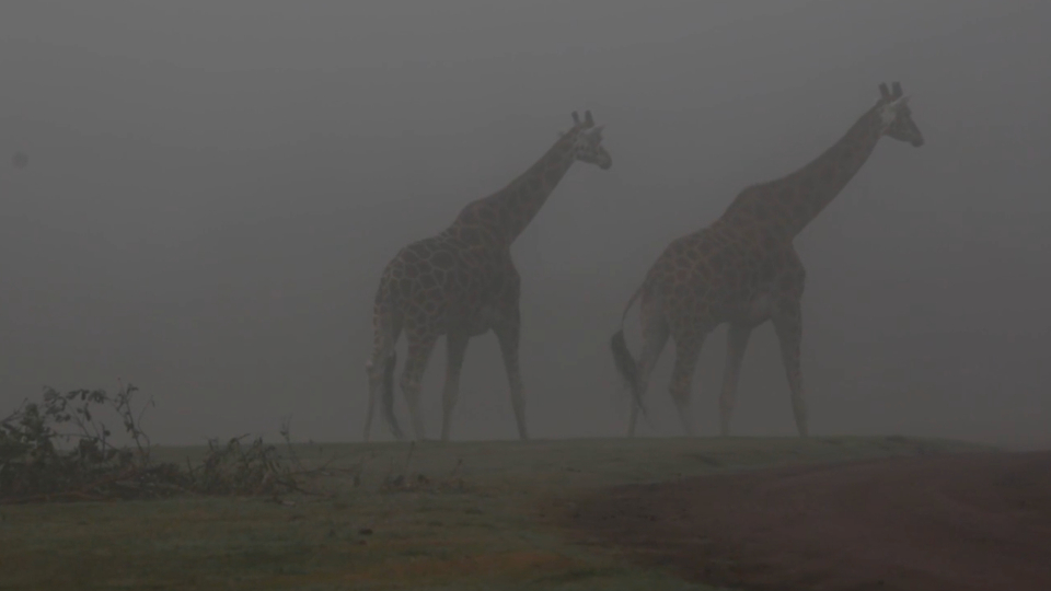 African Animals Walk Through Eerie Fog | WeatherBug