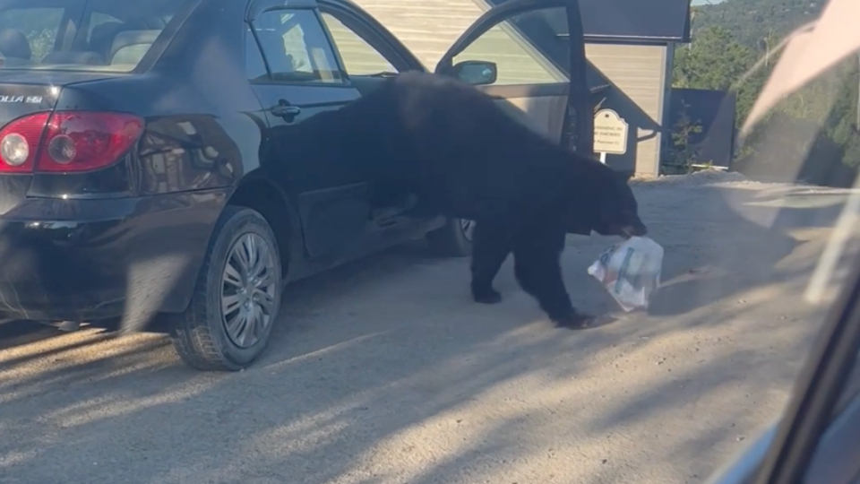 Thieving Bear Breaks Into Car | WeatherBug