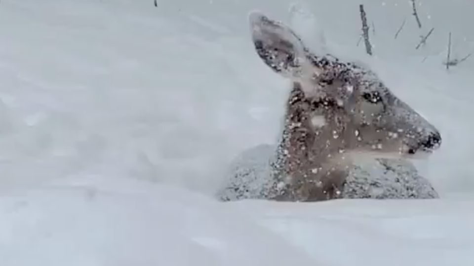 Animals Chill in Fresh Colorado Snow | WeatherBug