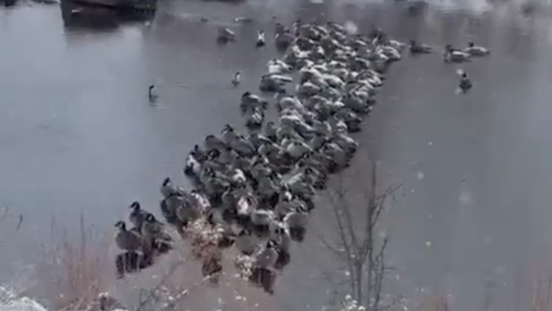 Geese Huddle Up Against Colorado Cold | WeatherBug