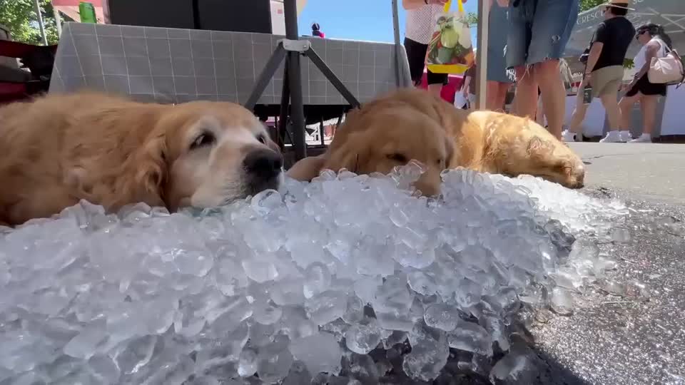 Dogs Beat the Heat With Cooling Setup | WeatherBug