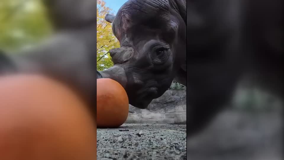 Endangered Rhinos Gore Gourds at Oregon Zoo | WeatherBug