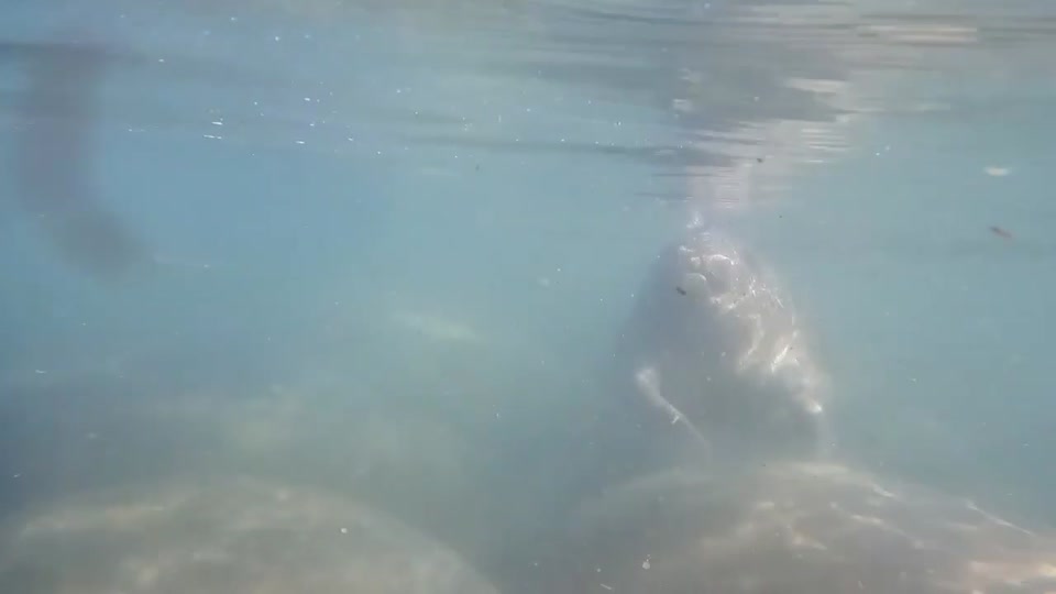 Manatees Gather in Florida Wildlife Refuge | WeatherBug