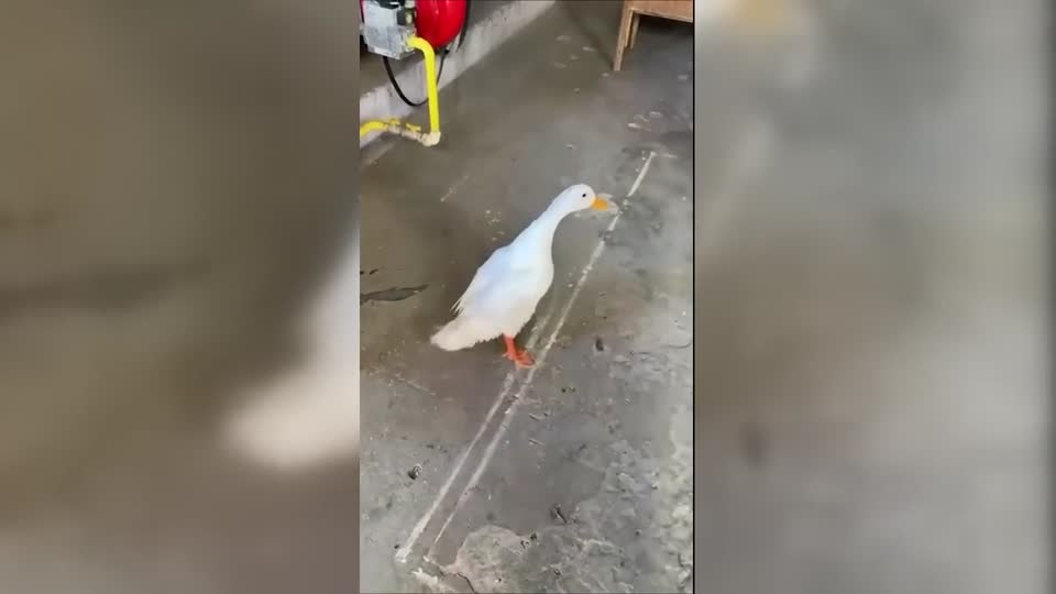 Mother Duck Rescued From Frozen Lake | WeatherBug