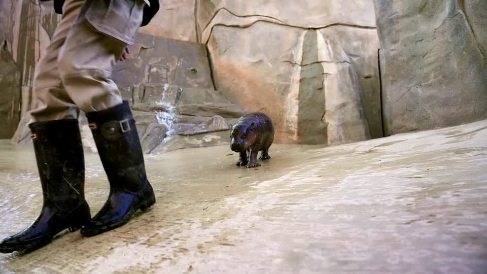 New Pygmy Hippo Sensation Named Jellybean | WeatherBug
