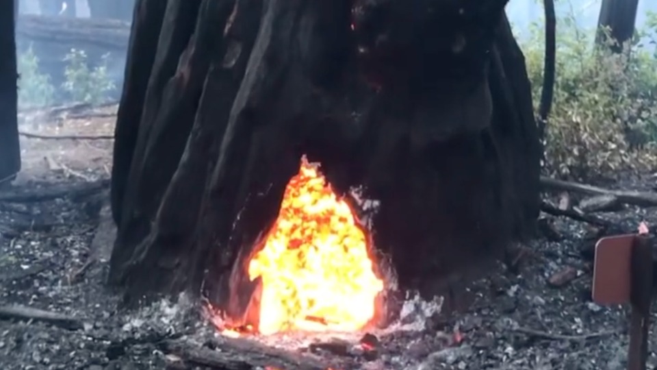 Burned-Out Tree Seen Cooking in Boulder Creek | WeatherBug