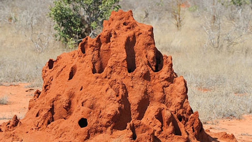 Over 30k Year Old Termite Mounds Found In South Africa | WeatherBug