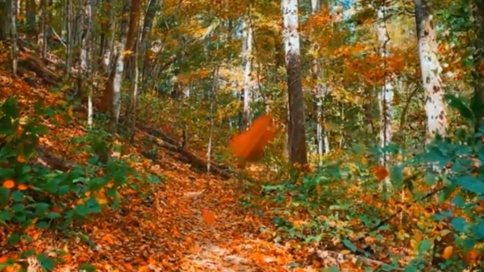 Leaves Reach 'Peak Autumn Colors' at State Park Near Nashville | WeatherBug