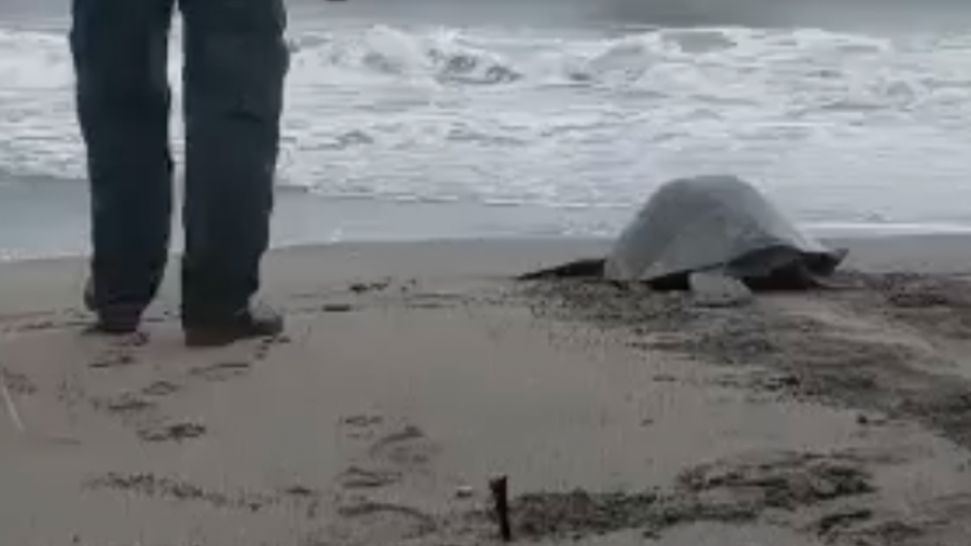 Turtle Washed Up During Hurricane Roslyn Returns to Ocean in Mexico ...