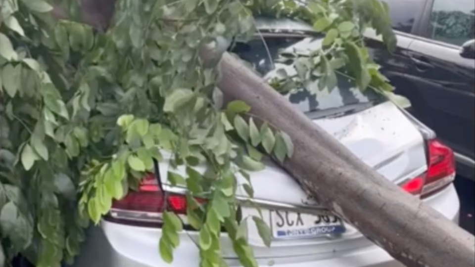 Fierce Winds Tear Down Trees in Hawaii | WeatherBug