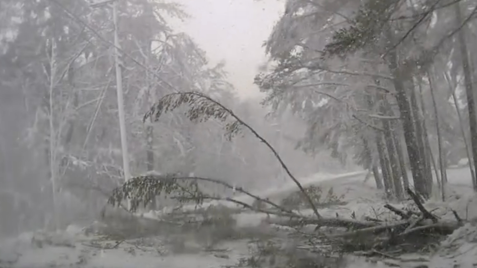 Police Officer Narrowly Avoids Falling Tree | WeatherBug