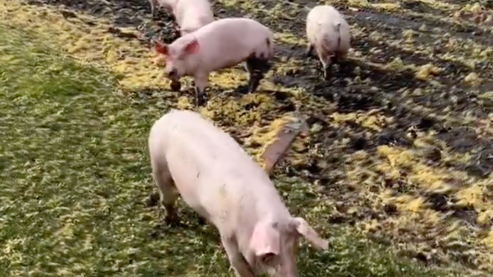 Pigs on the Loose as Tornado Destroys Barns in Iowa | WeatherBug