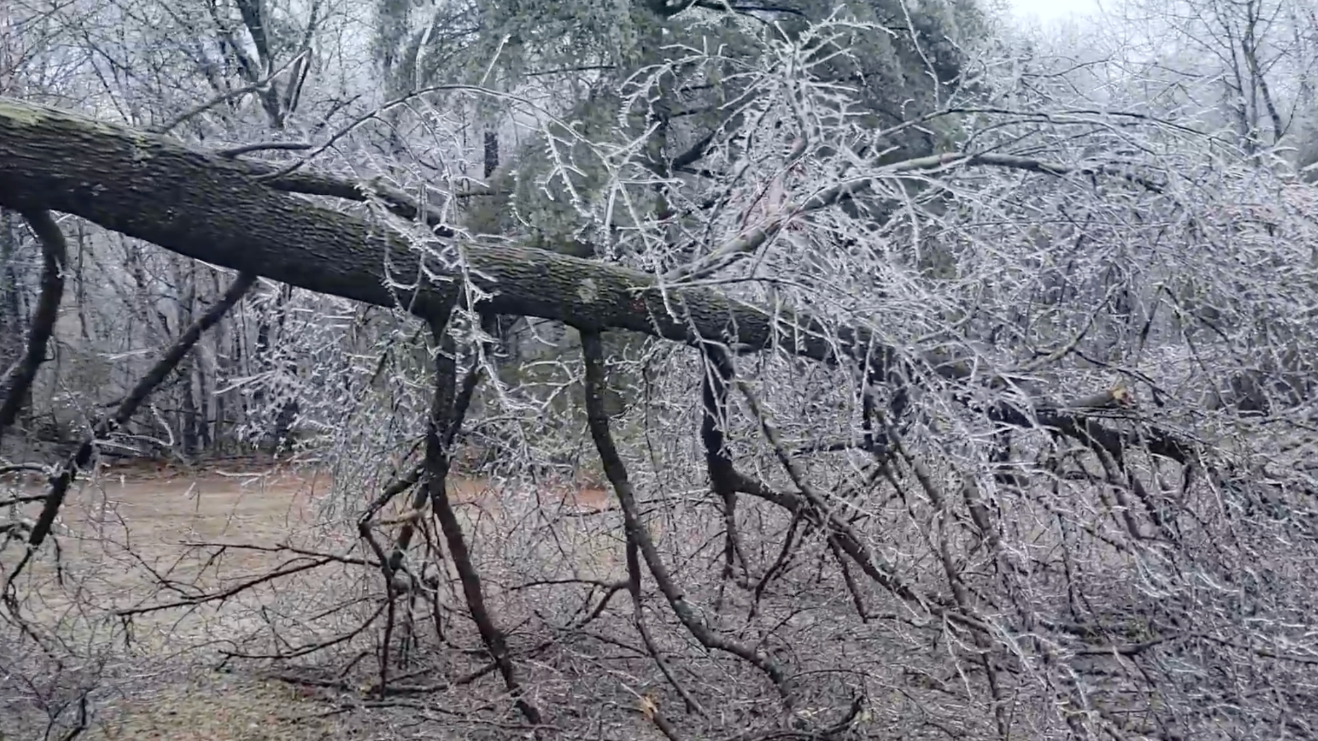 Large Branch Breaks Off Icy Tree | WeatherBug